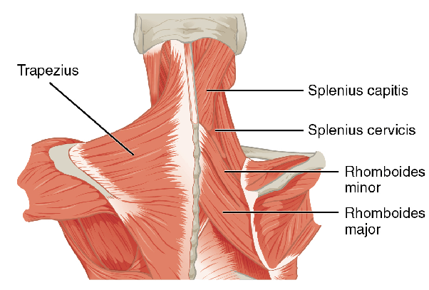 From Trapezius Trouble to Clavicle Chaos: Unraveling the Muscle ...