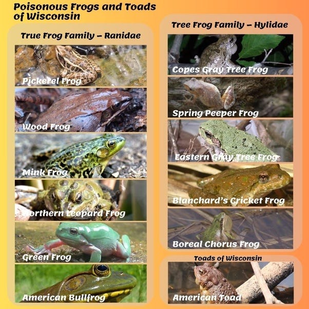 12 Poisonous Frogs and Toads of Wisconsin (With Pictures) | by Animal ...