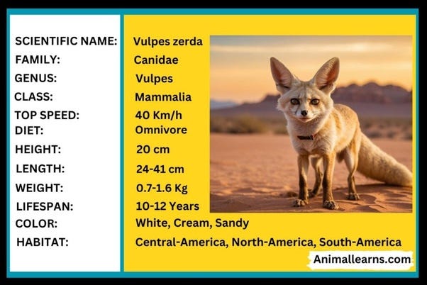 Fennec Fox | Habitat, Diet, Population & Facts — Animallearns | by ...