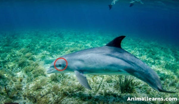 Do Dolphins Sleep? Unveiling Dolphin Sleep Secrets | by Animal Learns ...