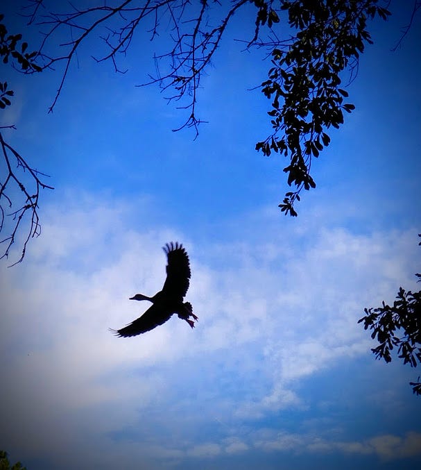 The Age of Letting Go. A “belong’ haiku | by Dennett | Medium