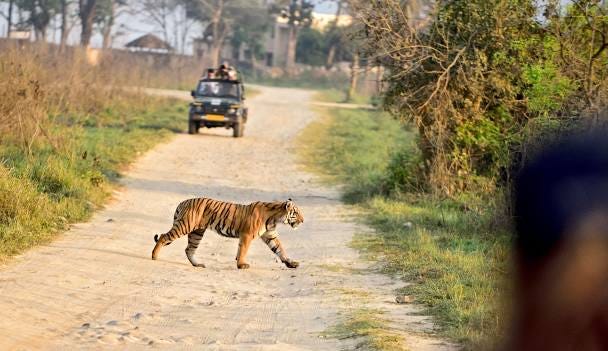 Best Safari Zones in Jim Corbett: A Guide to Spotting Tigers | by info ...