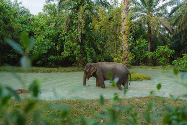 Connecting with Giants: My Heartfelt Experience at the Green Elephant ...