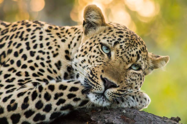Meru National Park: Unveiling Kenya’s Untamed Paradise | by ...