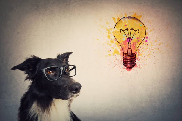 The Quest for the Smartest Animal: A Look at the Most Intelligent ...