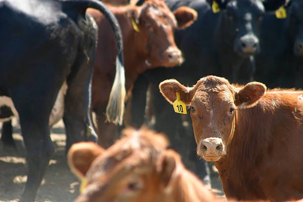 Mad Cow Disease also known as Bovine Spongiform Encephalopathy (BSE) is ...