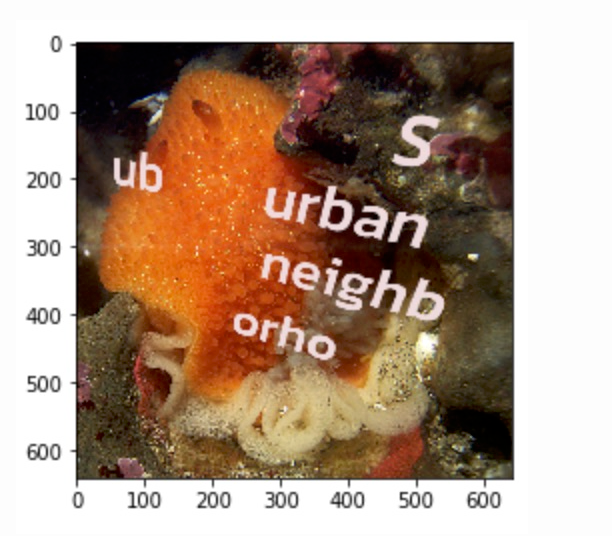 Identifying Words in Images using OCR | by Brettbonner | Medium