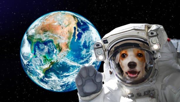 The Animals That Paved the Way to Space: | by Charles The Scientist ...