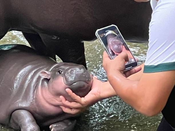 Who is this Diva? Viral pygmy hippo ‘Moo Deng’ is the newest IT Girl | by Gasera Newsroom | Oct ...