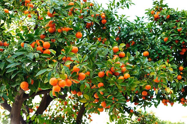 The many faces of the Orange. One of my fondest memories of being in ...