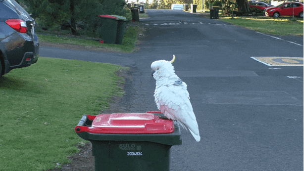 Why Are Birds So Intelligent?. When we discuss “intelligent animals ...