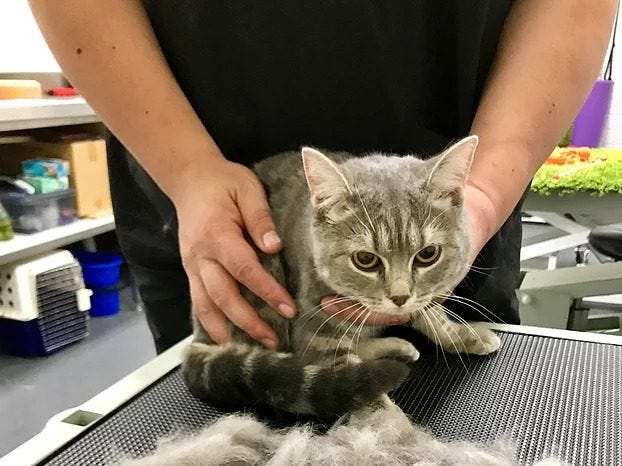 Health Benefits Your Furry Pet Gets from Regular Cat Grooming | by Pet ...