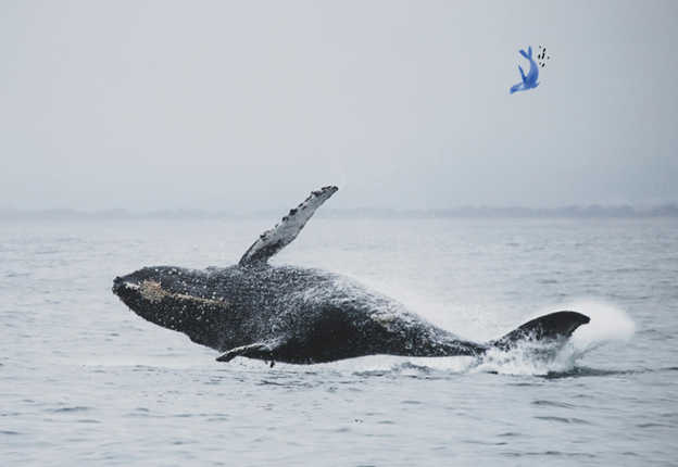 Killer Whale Goes Viral — Signs With Superbowl Winner | by Jim Mercurio ...