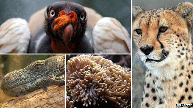 Exotic Animals. Who is exotic animal veterinarian and… | by Exotic ...