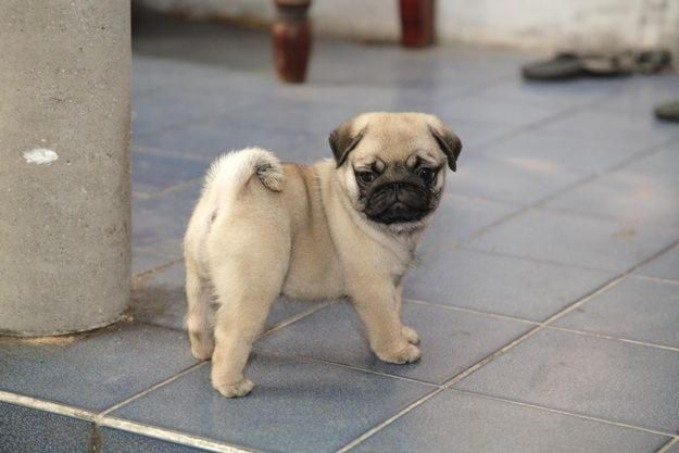 Miniature Wonders: Discover Adorable Mini Pugs for Sale Now! | by Lily ...