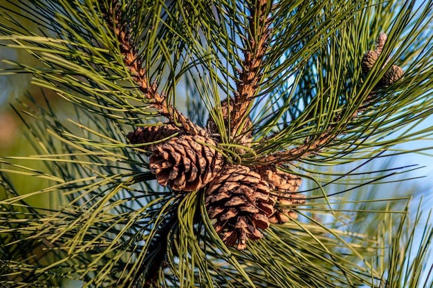 10 Unique Differences Between Gymnosperms & Angiosperms | Medium