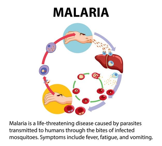 Understanding Malaria: Symptoms, Treatment, and Prevention | by Nagurshaik | Apr, 2024 | Medium