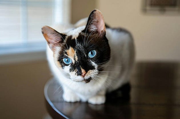 How I Turned a 20-Minute PDF Into $300 in One Day | by Gloria. Write ...