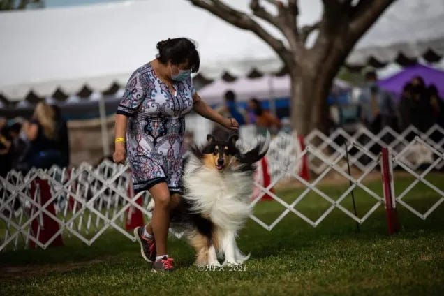 Conformation Dog Shows: How & Why? | Purebred Collective