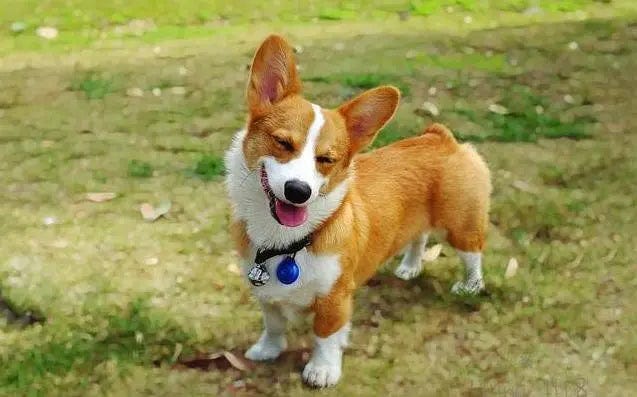 Ten Benefits of Having a Corgi: Dogs and Stress Relief | by iPetprints ...