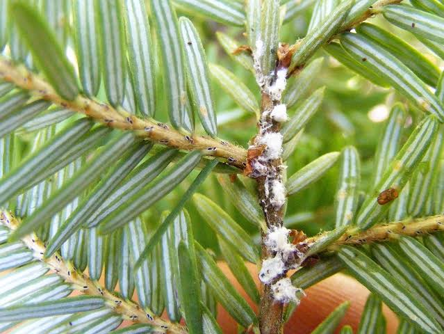 Back to Georgia — Hemlocks and Homies | by Miller Hollstein | Medium
