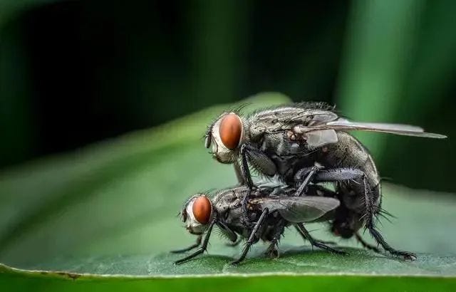 Unusual Insights Unveiled! The Role of Flies on Earth and the ...
