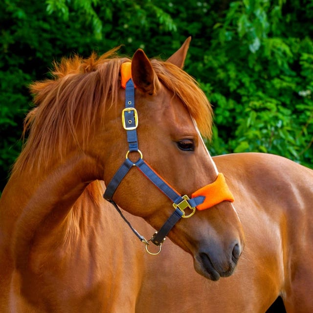 Benefits of Personalized Horse Halters for Equestrians | by Dieter A. Bauer | Medium