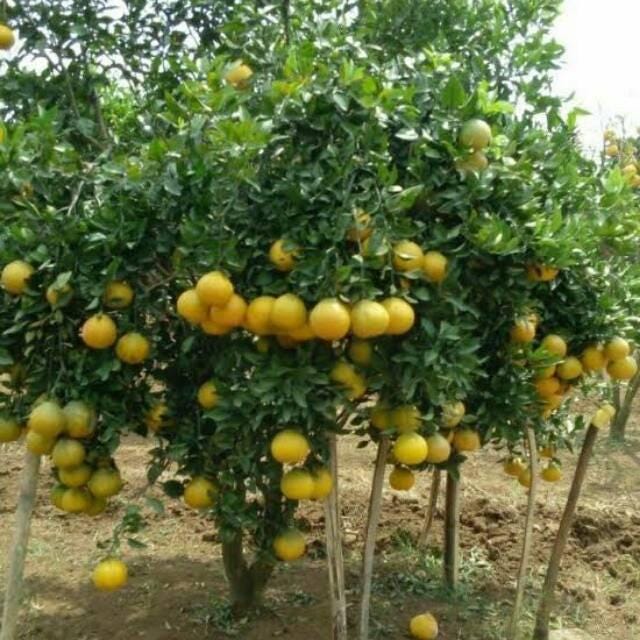 Jeruk lemon (Citrus limon) - KKN72 UPNVJatim - Medium