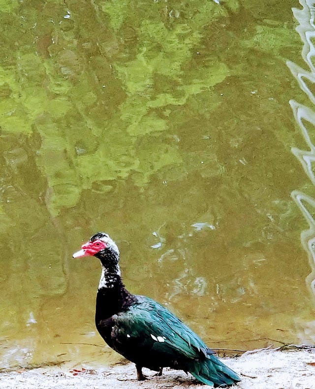 My Spirit Guide. The Regal Muscovy | by Dennett | Creative Humans | Medium