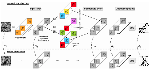 A gentle introduction to Steerable Neural Networks (part 2) | by Matteo Ciprian | TDS Archive ...
