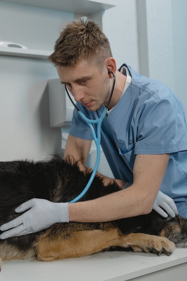 How to Spot, Treat and Prevent Gastric Dilation and Volvulus in Dogs ...