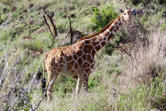 Biodiversity Credits: A Primer | by Leena Sukumar | ReWorld