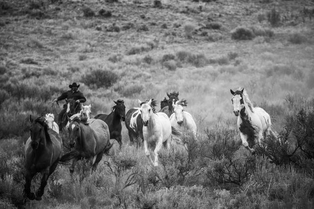 From Herds to Packs: Leveraging Animal Dynamics for Startup Culture Alignment | by John-Miguel ...