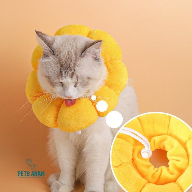 Cat Sunflower Cotton Neck Collar at Cheap Price | by PETS ANAM Online ...