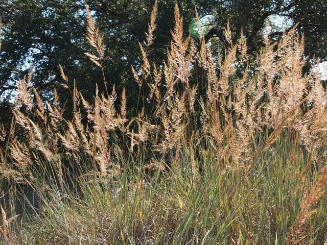 8 Native North Texas Grasses to Simplify Your Landscaping | by Tim ...