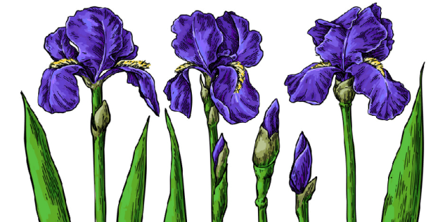 Iris classification — Support Vector Machine (SVM) | by Aviral Bhardwaj ...