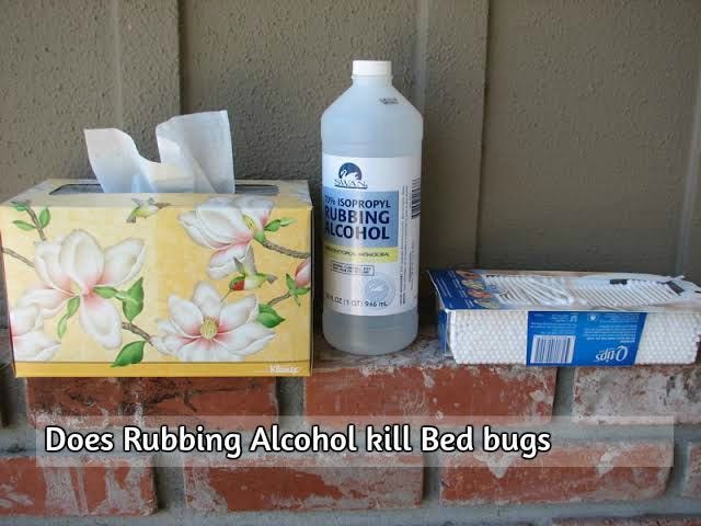 Does Rubbing Alcohol kill Bed bugs? | by Go Health Line | Medium