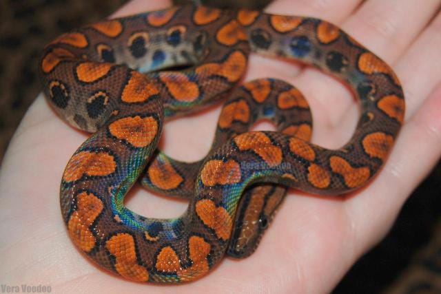 Rainbow Boa Facts — The Unique Snake With Rainbow Scales?! | by Safari ...