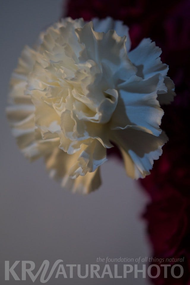 Single White Carnation | One Flower Of Bouquet | New York ...