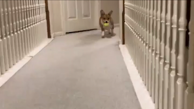 Hey Human, Fetch!. A guide on using CRUD with fetch &… | by Xinyi Yao ...