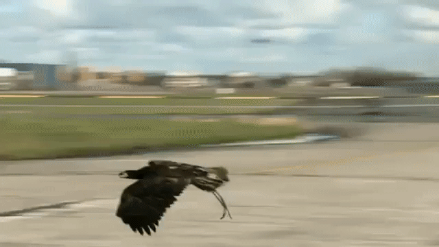 At last! A Promising Drone Defense System | by Marcus Hollon | Medium