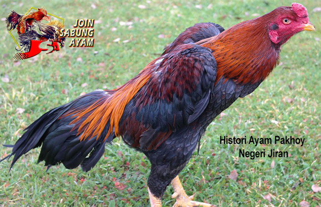 Histori Ayam Pakhoy Dari Negeri Jiran | by Shella lie | Medium
