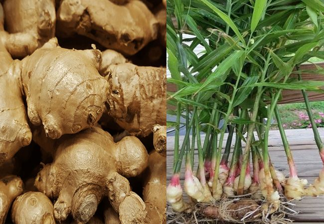 Health Benefits of Ginger, Nutrition facts of Adrak | by Pramod Yadav ...