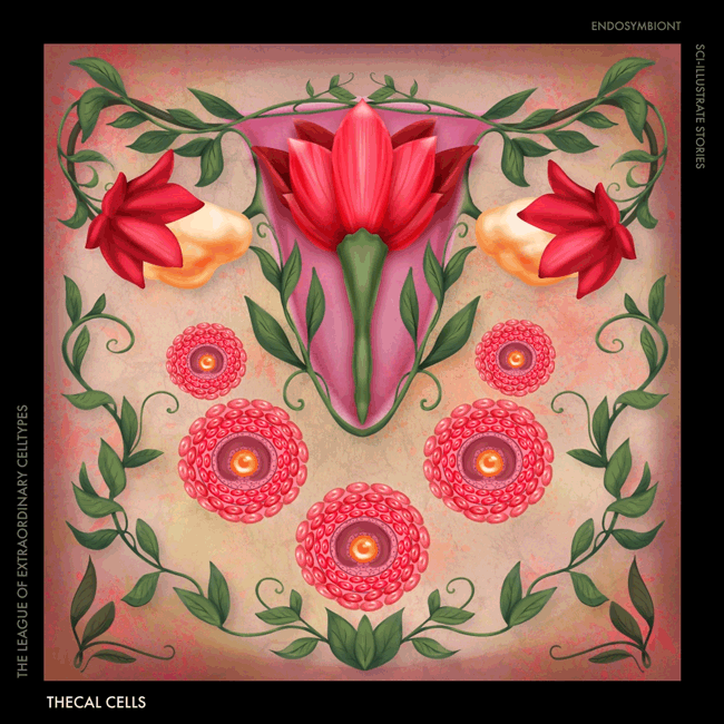 Thecal cells. The hidden players of the ovary | by Sci-Illustrate | Medium