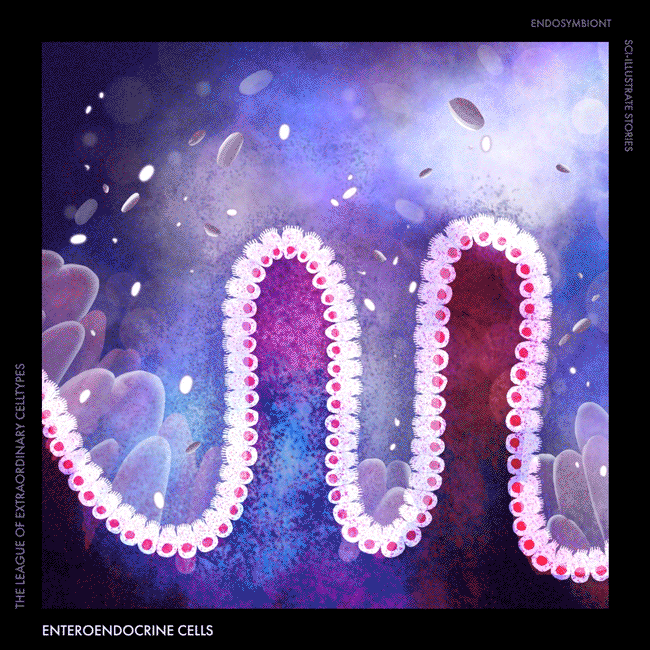 Enteroendocrine Cells. Telegraphists from the gut | by Sci-Illustrate ...