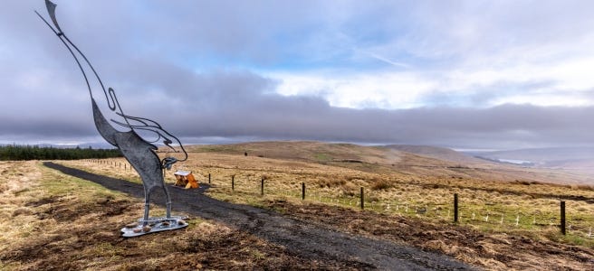 The Cheviot Goat. High up on the hills in upper… | by Aisling Kavannagh ...