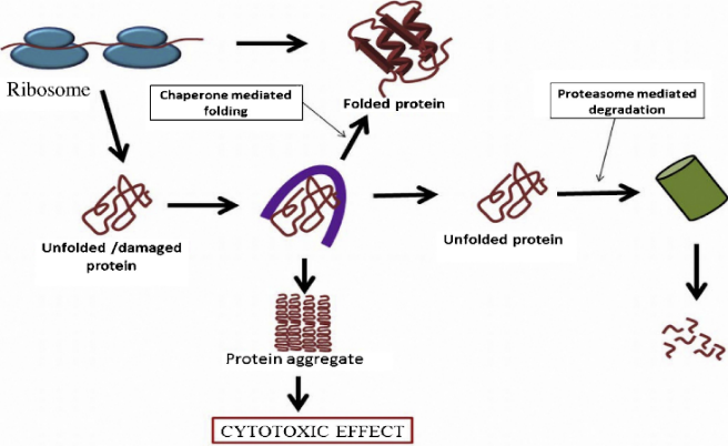 Evaluation of Peptide/Protein aggregation using Dynamic Light ...