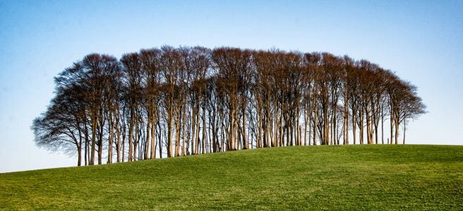 The Nearly There Trees. On a rainy day like today I dream of… | by ...