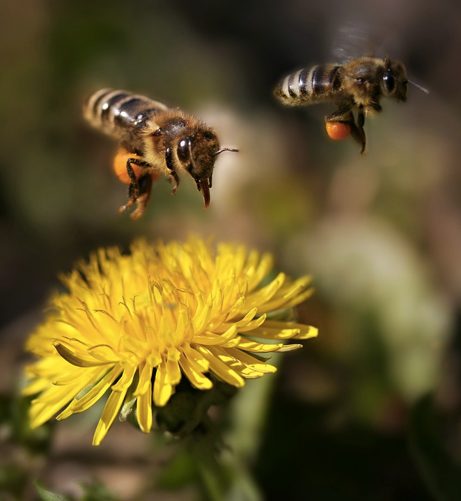 How to Help Bees in 10 Outrageously Simple Ways | by Greet n' Grow ...