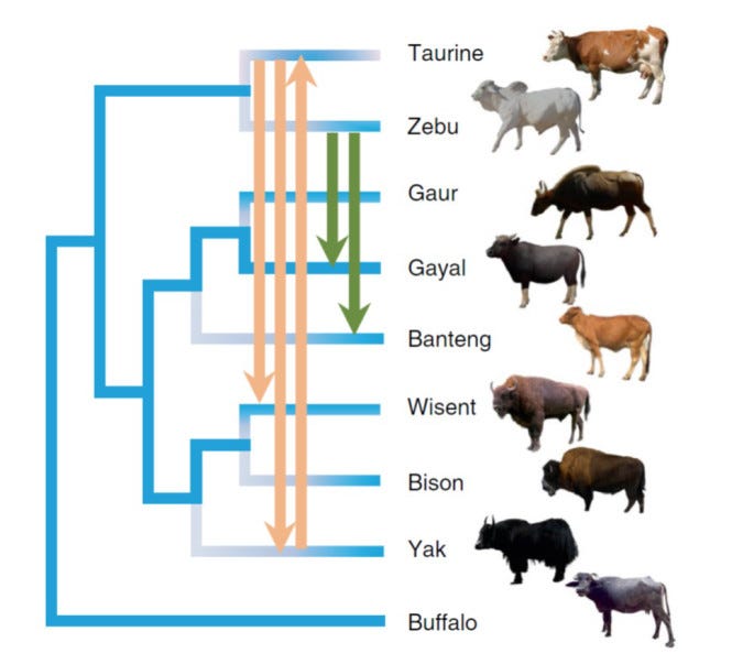 Holy Cow! Hybridization Facilitated Domestication and Adaptation of ...